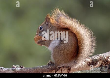 Squirrel with nut sits on green grass with fallen yellow leaves in ...