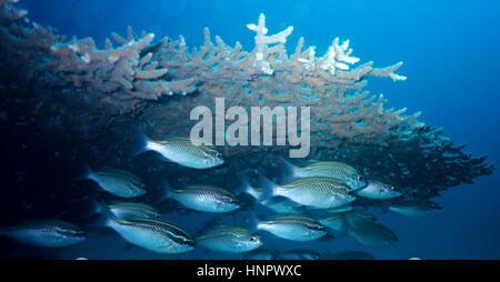Arabian monocle bream (Scolopsis ghanam Stock Photo - Alamy