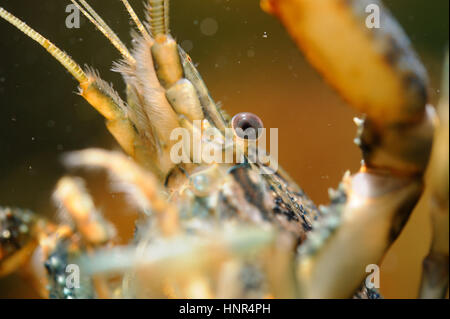 Head detail of crayfish with antenna and legs in black and white Stock ...
