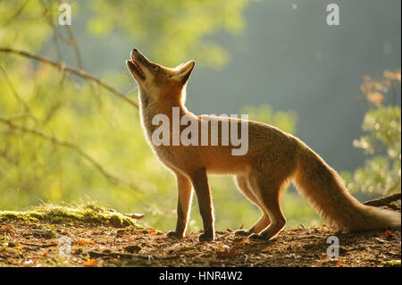 Red fox standing looking from behind a tree Stock Photo - Alamy