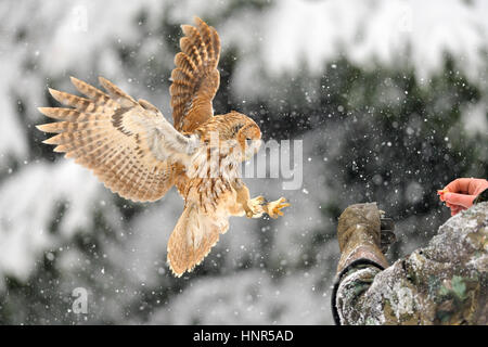 Bird of prey landing on arm of falconer wearing gauntlet during ...