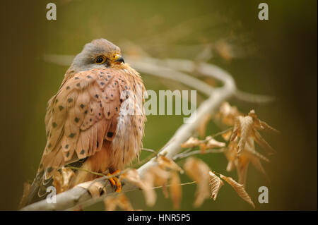 Common kestrel on tree branch in the forest Stock Photo - Alamy