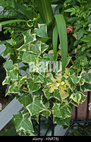 Senecio macroglossus - `Variegatus'- - Natal Ivy ""Wax Vine ...