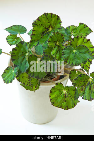 Begonia bowerae - eyelash begonia Stock Photo - Alamy
