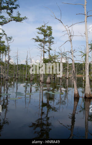 Line of trees growing within a Louisana bayou Stock Photo - Alamy