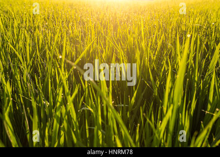 Sunrise in green rural field Stock Photo - Alamy