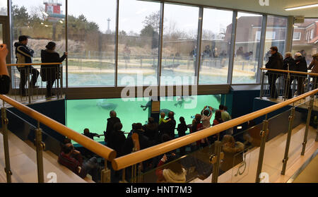 Norden, Germany. 16th Feb, 2017. Visitors look at seals hunting for ...