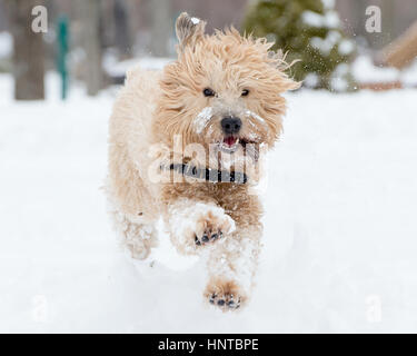 Uncut, untrimmed, unclipped adorable Wheaten Terrier dog running ...
