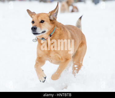 Handsome brown mixed breed medium lab mutt shelter rescue dog running ...