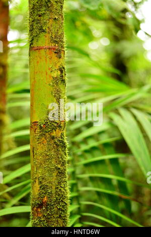Bamboo trees, RainForest, Costa Rica Stock Photo - Alamy
