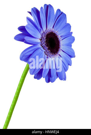 Blue gerbera flower isolated Stock Photo - Alamy