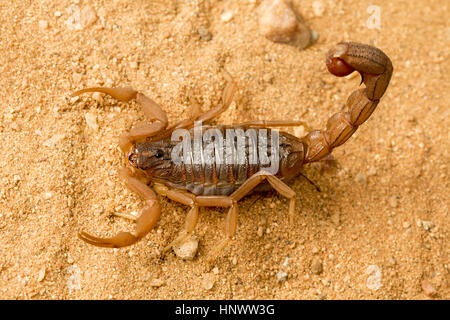 The Indian red scorpion (Hottentotta tamulus) or eastern Indian ...