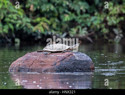 Yellow-spotted river turtle Stock Photo - Alamy