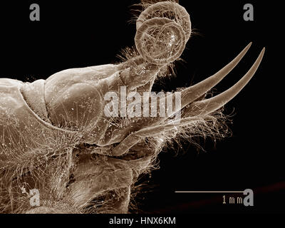 Mayfly head. Close-up of the head of a mayfly (order Ephemeroptera ...
