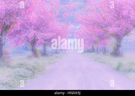 Pink Cherry Trees in Bloom in Park during Spring Season Stock Photo - Alamy