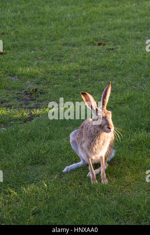 White-tailed Jack Rabbit (Lepus townsendii) streching on a snow bank ...