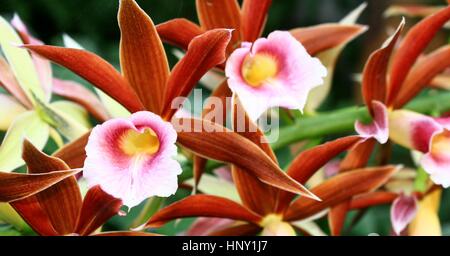 Native Australian swamp orchid (Phaius tankervilleae), Cairns ...