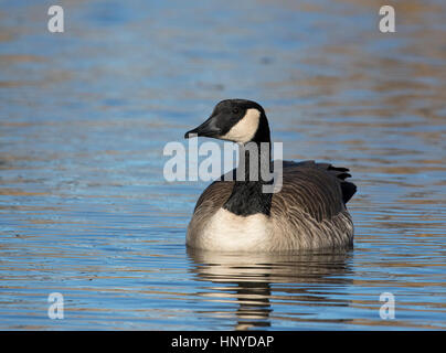 Canada goose floating on water Stock Photo - Alamy