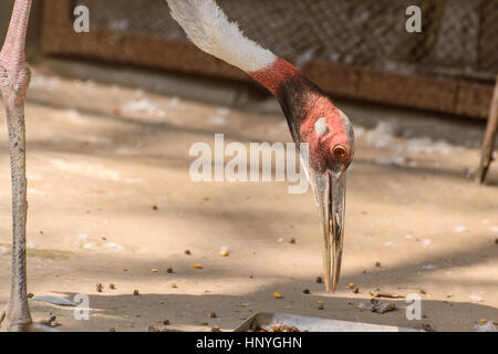 feet of a crowned crane Stock Photo - Alamy
