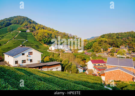 Longjing Tea fields in the hills near West Lake, Hangzhou, Zhejiang ...