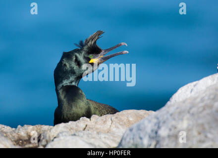 Shag plumage. Close-up of the feathers of a shag (Phalacrocorax sp ...