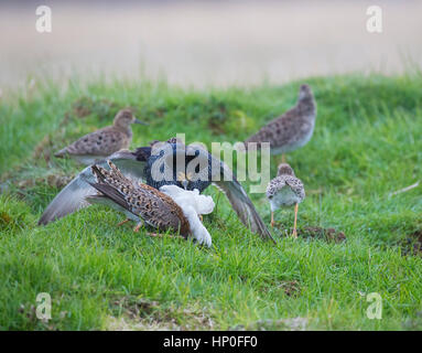 Philomachus pugnax - Light satellite male ruff displaying during spring ...