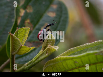 A female giraffe weevil in rainforest of Madagascar Stock Photo - Alamy