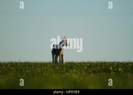 A Young Lamb Standing Alone in a Field Turning to Look Back in Early ...