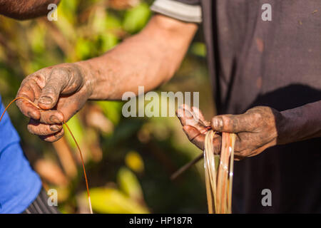 Nepali farmer examing a black cardamom (Amomum subulatum) plant Stock ...