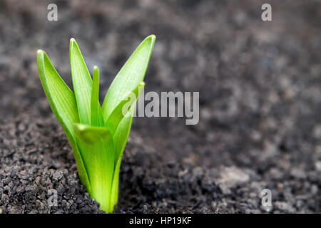 Young hyacinth sprout in garden, new plant just starting to grow with ...