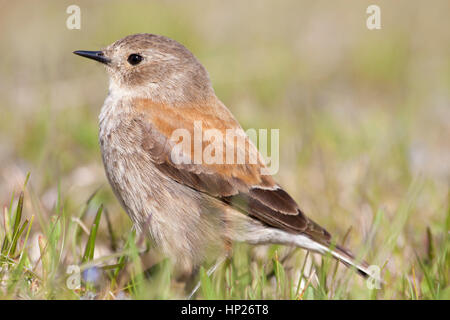 Austral Negrito (Lessonia rufa), female at Tierra del Fuego National ...