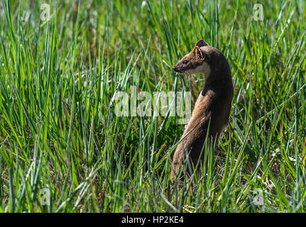 A Short-tailed Weasel on the Plains of Colorado Stock Photo - Alamy