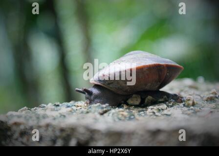 a snail in el yunque rain forrest, puerto, rico Stock Photo - Alamy