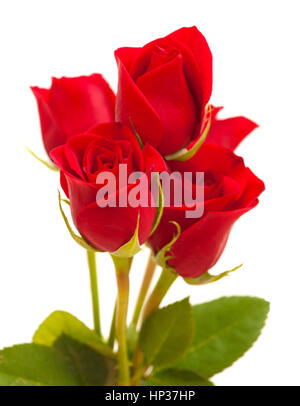 red rose, unopened, isolated on white background Stock Photo - Alamy