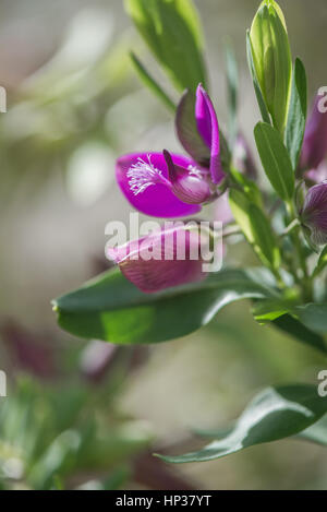 Close up of the strange violet flowers of the European plant tufted ...