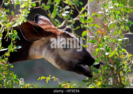 Okapi, okapia johnstoni, Portrait of Adult eating Leaves Stock Photo ...