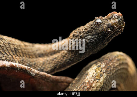 Northern Eyelash Boa (Trachyboa boulengeri) coiled, Choco Rainforest ...