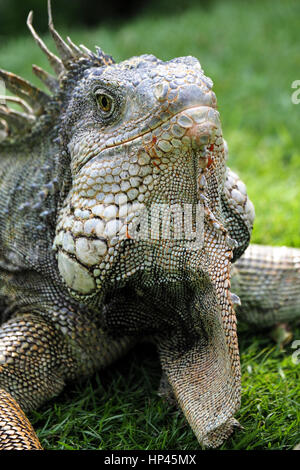 Close-up of the skin and dorsal crest of a Green iguana, Iguana iguana ...
