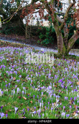 Naturalised flowers of the late winter flowering Crocus tommasinianus ...