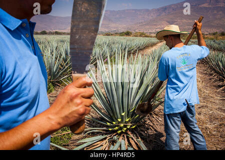 Jimador, jimando, Harvesting Agave (Jima).plantation of blue Agave in ...