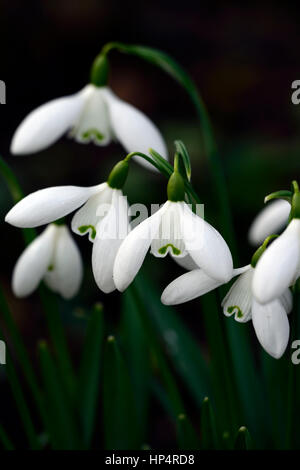 Galanthus 'Mrs Thompson' Stock Photo - Alamy