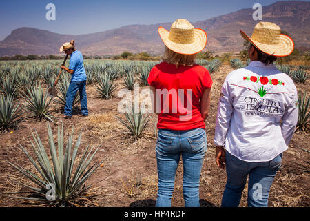 Jimador, jimando. Tourists watching the Harvesting of Agave (Jima ...