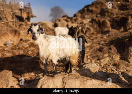 Nepal Wild Mountain Goat in the Everest Region Of Nepal Stock Photo ...