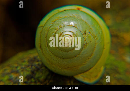 Spiral snail shell in the malaysian rainforest Stock Photo - Alamy