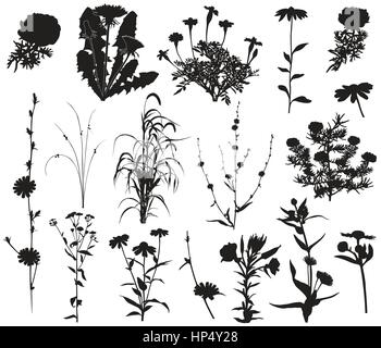Collection of silhouettes of different species of flowers: rose, lily ...