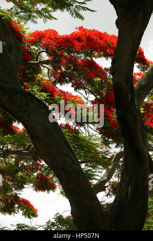 Mauritius, fire tree. Mauritius, flame tree, flowers, red tree, tourist ...