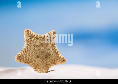 rare deepwater starfish with ocean, on white sand beach, sky and ...