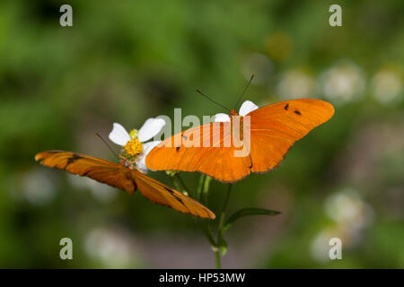 Julia Butterfly (Dryas iulia), Florida Stock Photo - Alamy