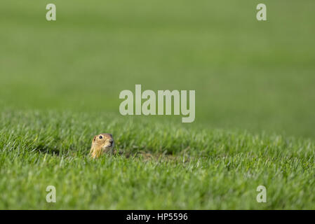Curious gopher peeking outside its home in summer Stock Photo - Alamy