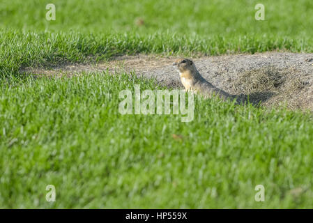 Curious gopher peeking outside its home in summer Stock Photo - Alamy